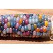 Glass Gem Corn Seeds - 75 Seeds - Beautiful Rainbow Colored Heirloom ...