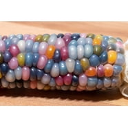 Purple Popcorn Corn Seeds - 50 Seeds for Planting - Prized for Popcorn ...