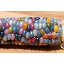 Glass Gem Corn Seeds - 75 Seeds - Beautiful Rainbow Colored Heirloom ...