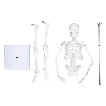ANGGREK Human Body Skeleton Model,Human Bone Structure,45CM Mini Skeleton Model PVC Human Body ...