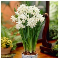 10 'Ziva' Paperwhites Flower Bulbs 14/15cm Bulbs - Walmart.com