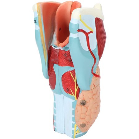 Human Model, 2x Magnification Human Throat Models for Human Medical ...