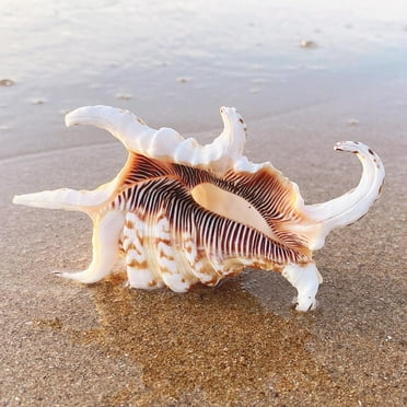 DIY Button Sea Turtle Craft Kit, Animal Theme Fun Christmas Button ...