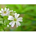 50 Organic CHICKWEED Stellaria Media Starwort Stitchwort White Flower ...