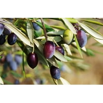 New Olive tree , Fruit , Olea Europaea , 15 SEEDS ! - Walmart.com
