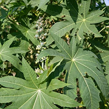 Outsidepride Castor Bean Ricinus Communis Gibsonii Seeds - 100 Seeds ...