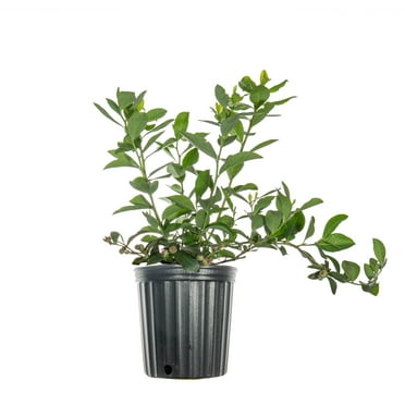3 Reka Blueberry Plants in a 3.5"---Ready For Planting!!! - Walmart.com