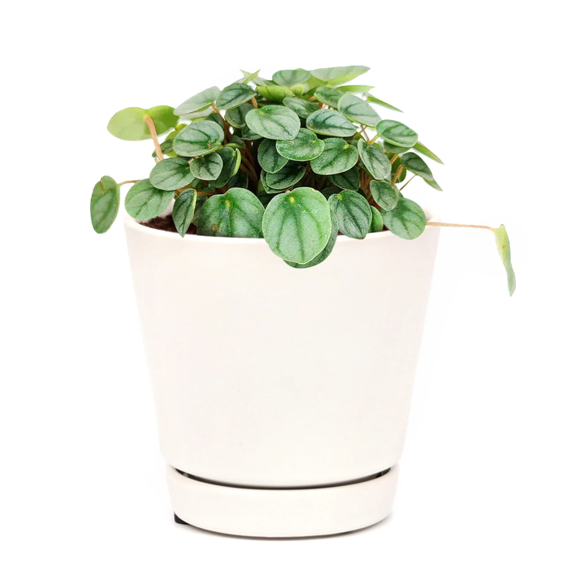 Peperomia Little Toscani - 4 inch + Minimalist Pot - Walmart.com
