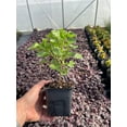 3 Little Ben Gooseberry Plant in 3.5" Pots - Walmart.com