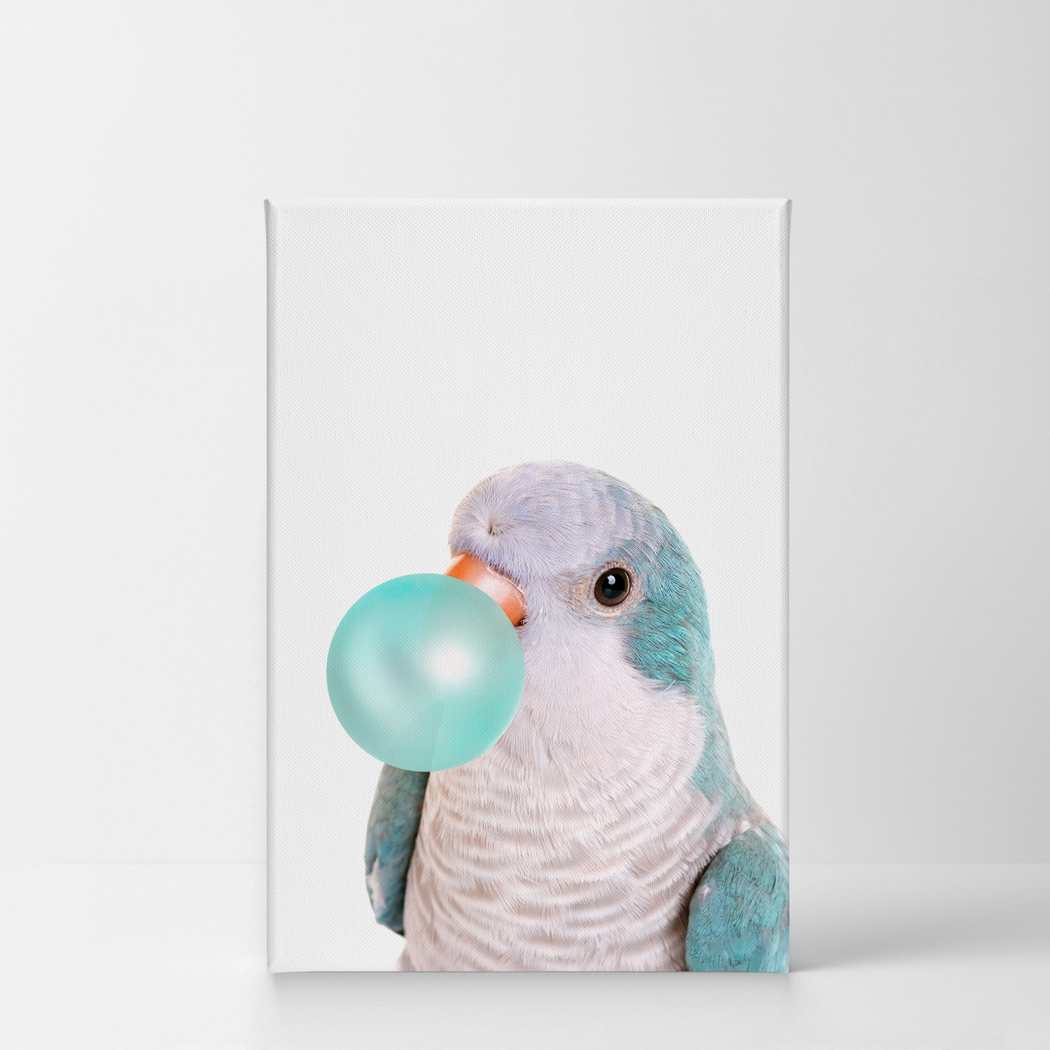 Blue Quaker Parrot