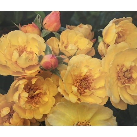 Sunshine Happy Trails® Groundcover Rose Bush - 4" Pot - Walmart.com