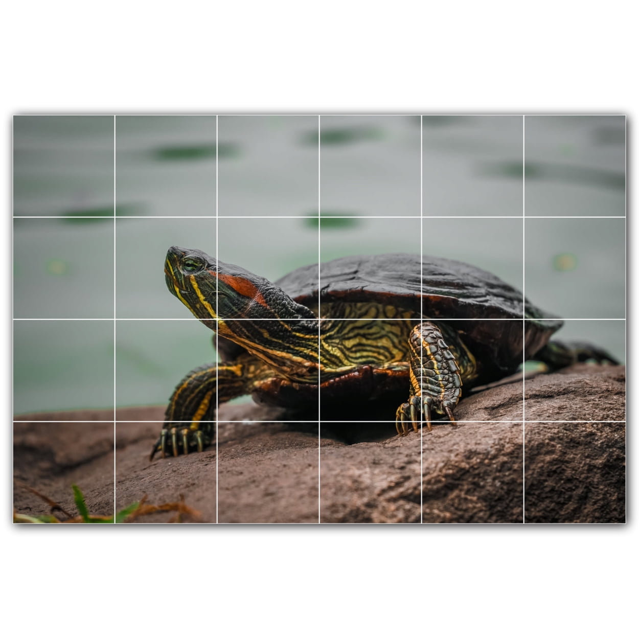 Picture-Tiles.com: Turtle Ceramic Tile Wall Mural WAL501048-64M. 36"W x ...