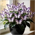 Butterfly Flowers Hosta - Fast Growing - Lush foliage - Suitable for ...
