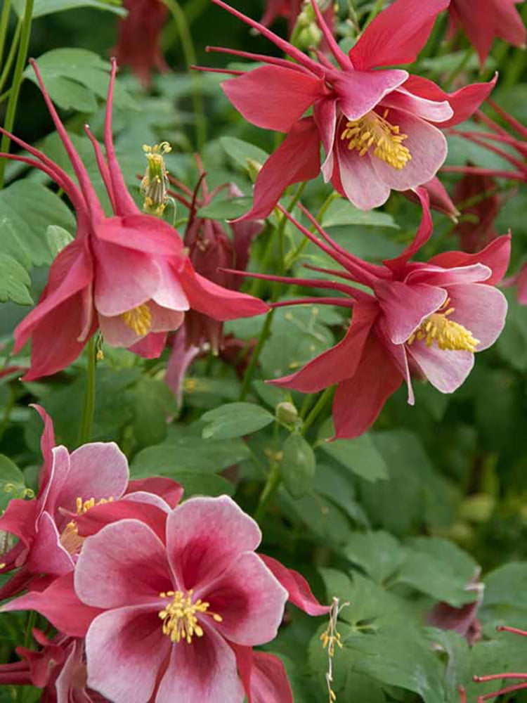 Cardinal Songbird Columbine - Aquilegia - Live Plant - Quart Pot ...