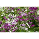 100 WHITE FAIRY PRIMROSE Primula Malacoides Baby Primrose Shade ...