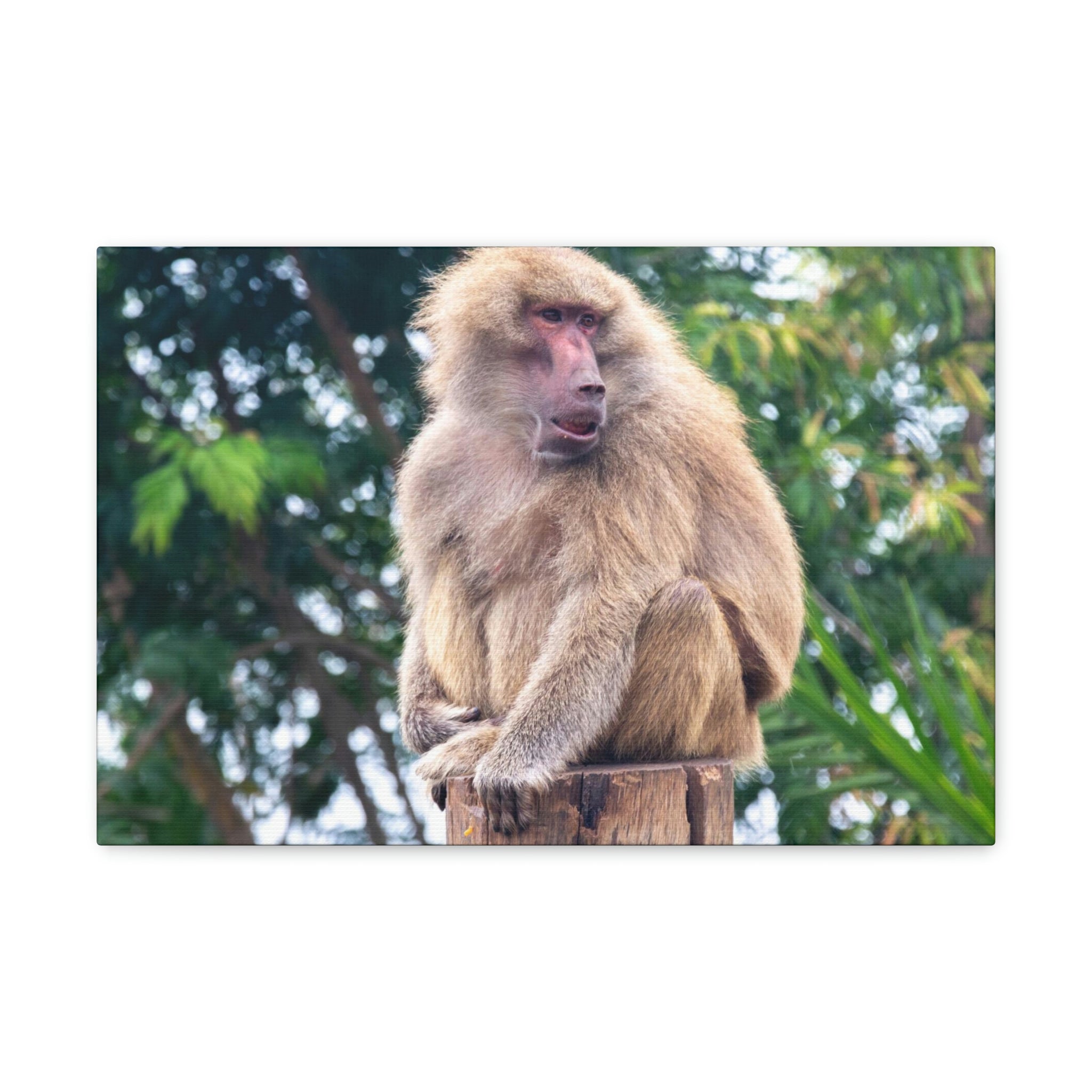 Majestic Baboon Art Majestic Baboon Print Animal Wall Art Wildlife ...