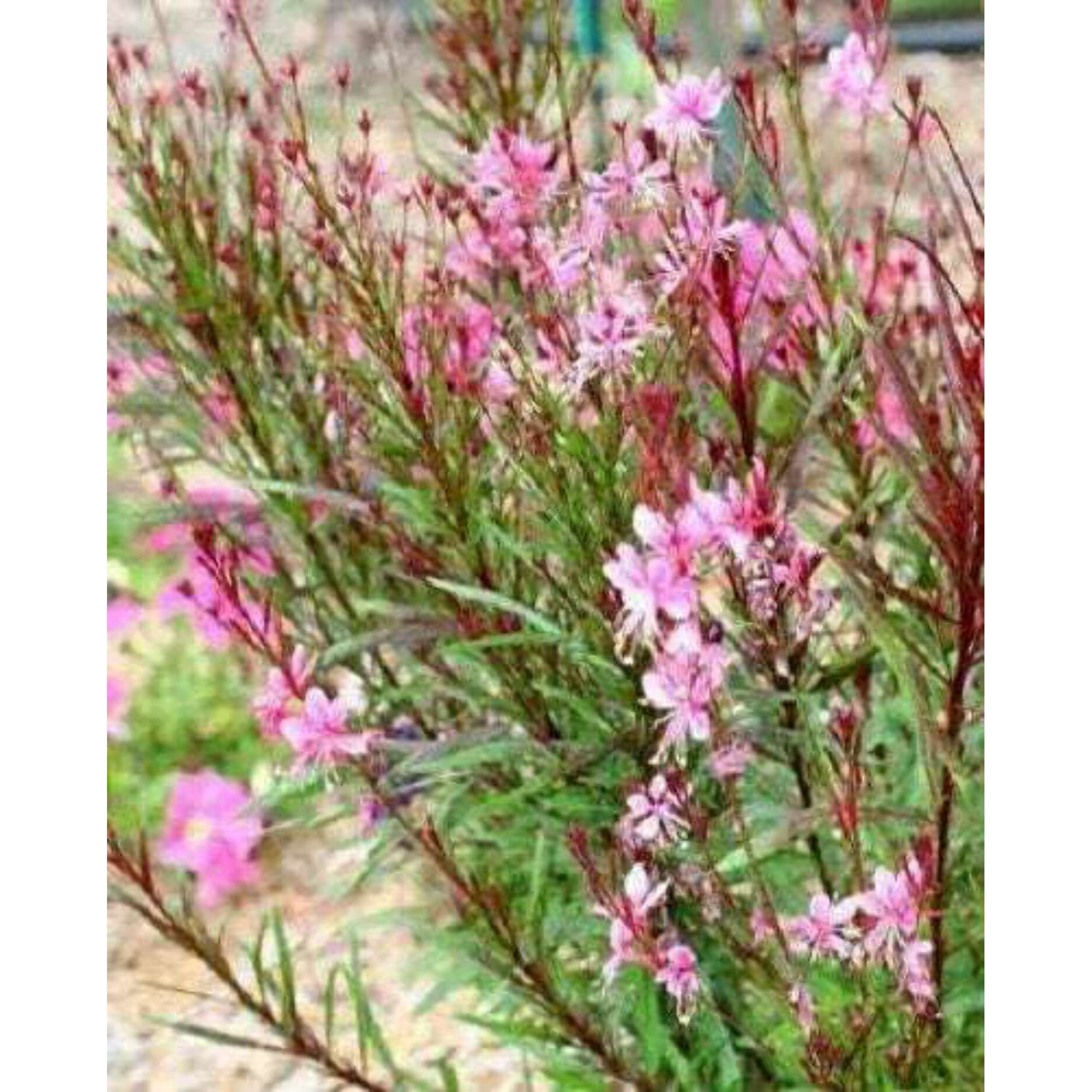 Click here for Seedville Usa 100 Pink Gaura Whirling Butterflies... prices