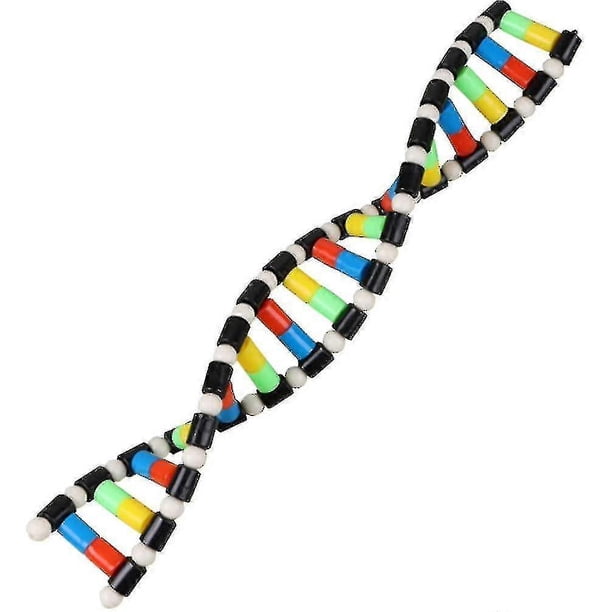 Kids Toys,childrens Toys Kids Dna Model Kit, Double Helix Model Dna ...