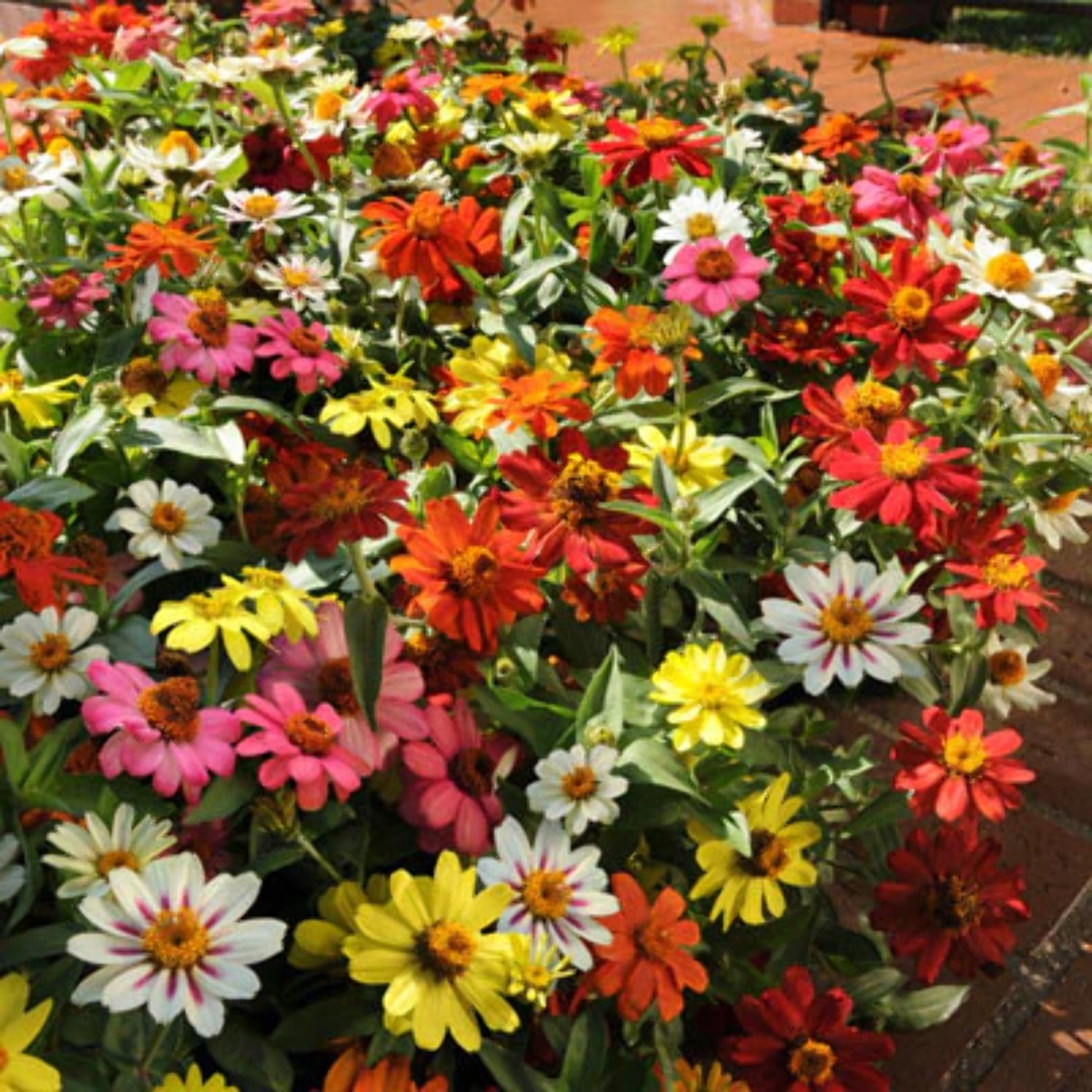 Zinnia Zahara Mix Seed - Walmart.com