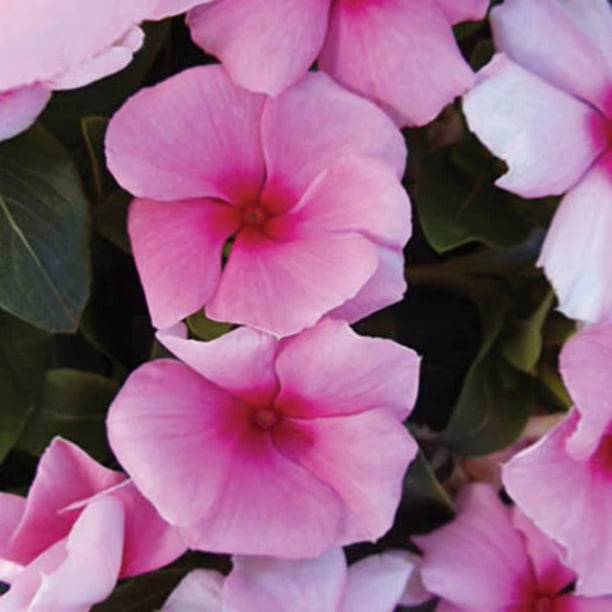 Annual Vinca Colors