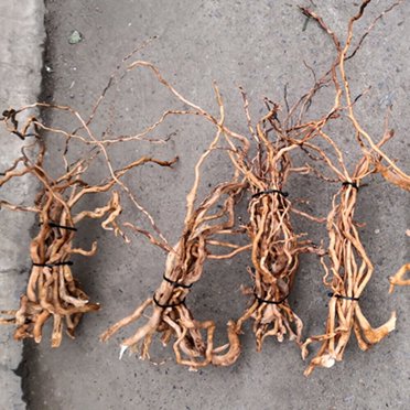 Bilot Decor Mangrove Root, Medium - Walmart.com