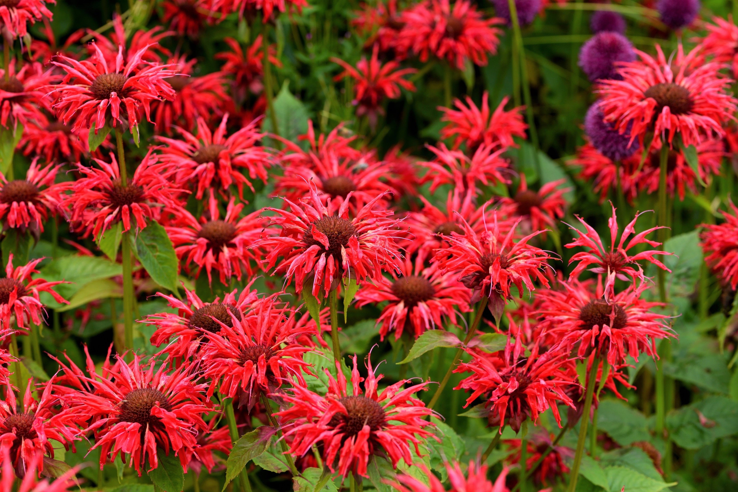 10 Panorama RED BEE BALM Monarda Didyma Oswego Tea Herb Flower Seeds ...