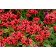 200 MAGENTA PINK LOBELIA Regatta Lobelia Erinus Flower Seeds - Walmart.com