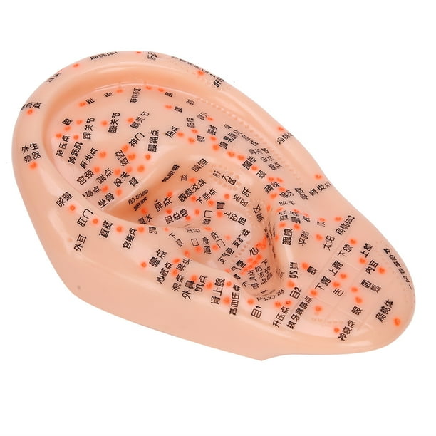 Human Ear Acupuncture Model,Human Ear Acupuncture Model Ear Massage ...