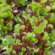 Sango Purple Radish Microgreens Seeds - 4 oz - Purple Leaves - Non-GMO ...