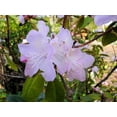 RedCrocus Dorothy Swift Rhododendron- Compact Evergreen Shrub with Pink ...