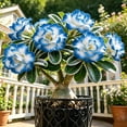 Classic Desert Rose — Low-Maintenance--(Non-Artificial)--10 color ...