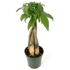 Costa Farms Plants with Benefits Live Indoor Plant Foliage Assorted in ...