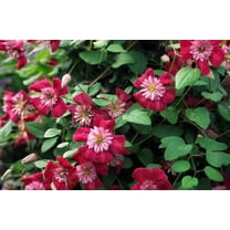 "Niobe Clematis Vine - Majestic Deep Ruby Red - Hardy Zones 4-8 - 2.5 ...