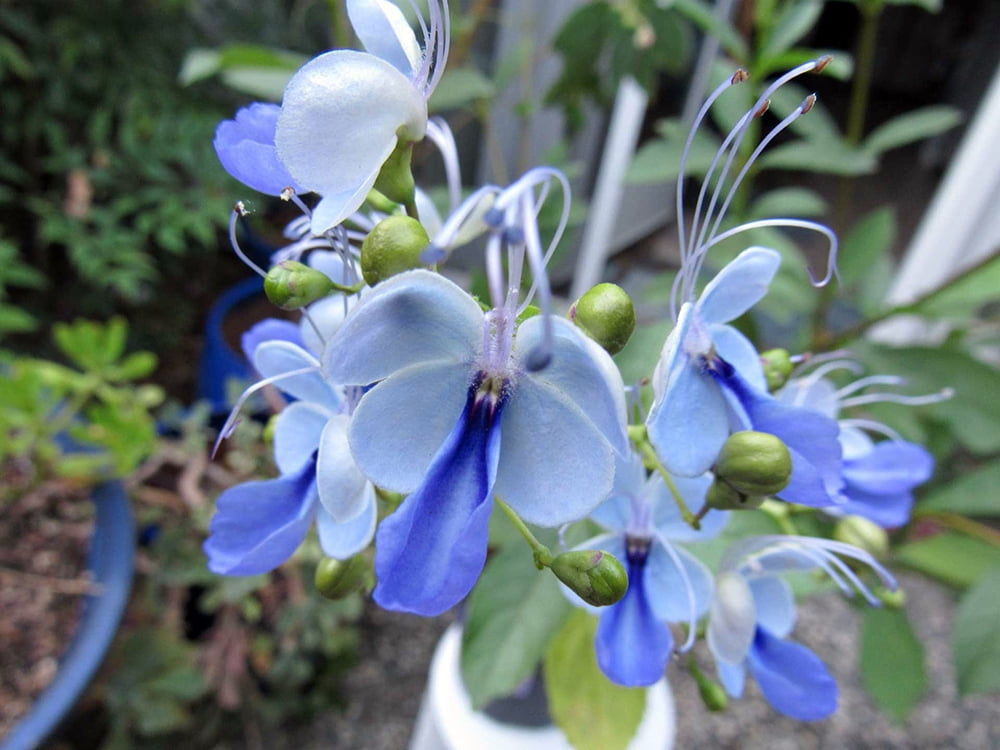 Rare Blue Wings Butterfly Plant - Clerodendrum ugandense - Indoors/Out ...