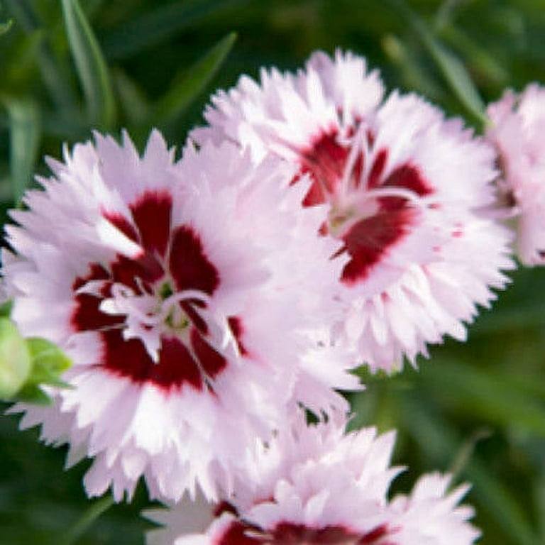 Raspberry Dianthus Perennial