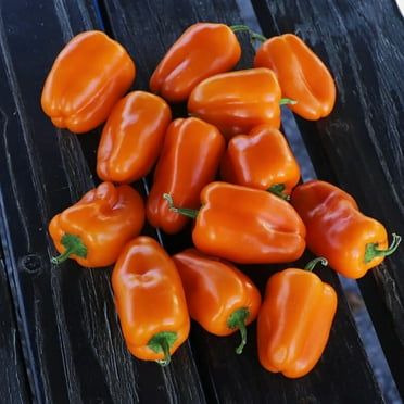Harris Seeds 50 Aji Rico Organic Variety Pepper Seeds, Non-GMO - Walmart.com