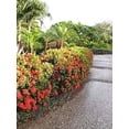 Ixora Maui Red 1 Extra Large 3 Gallon Plant Ixora coccinea Tropical ...