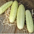 Silver Slicer Cucumber Seeds for Planting - Marketmore Cucumbers (50 ...