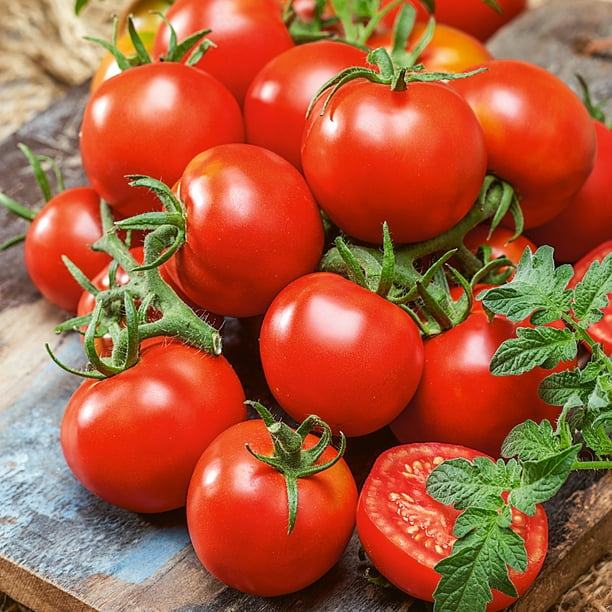 Czech Bush Tomato Seeds - 5 Lb Bulk ~544000 Seeds - Non-GMO - Vegetable ...