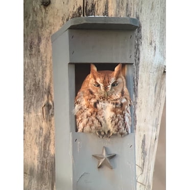 JCs Wildlife X Large Barn Owl Box with Poly Lumber Roof and Exercise ...