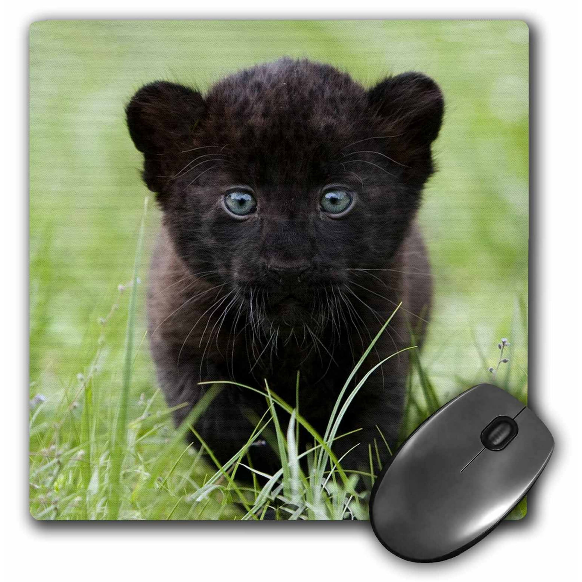 Black Panthers Animal Cubs