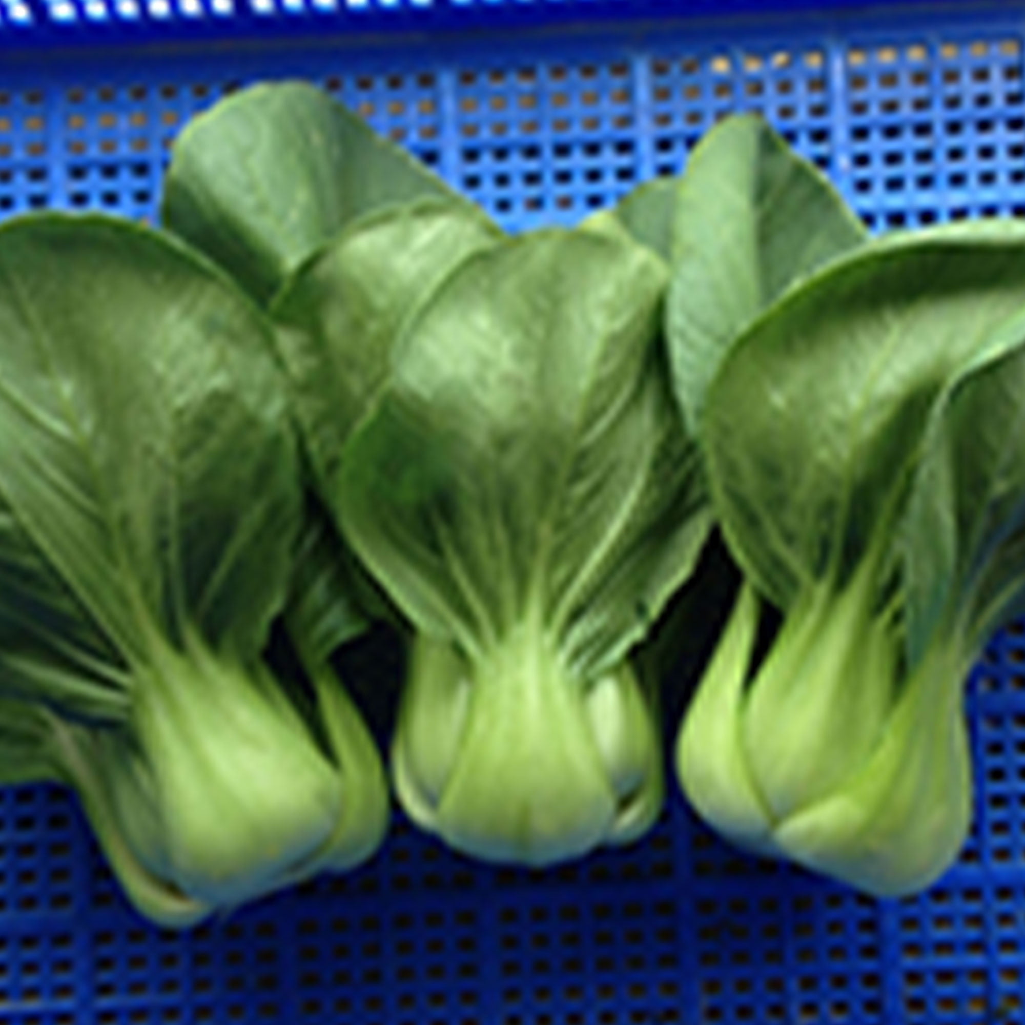 Cabbage Seeds - Pak Choi - Shanghai - 4 Oz ~24000 Seeds - Non-GMO ...