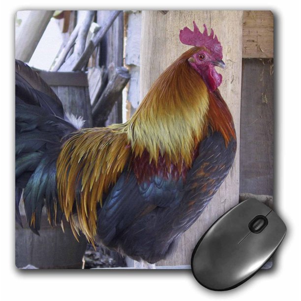 3dRose Rooster, Mouse Pad, 8 by 8 inches - Walmart.com
