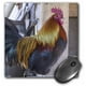 3dRose Rooster, Mouse Pad, 8 by 8 inches - Walmart.com