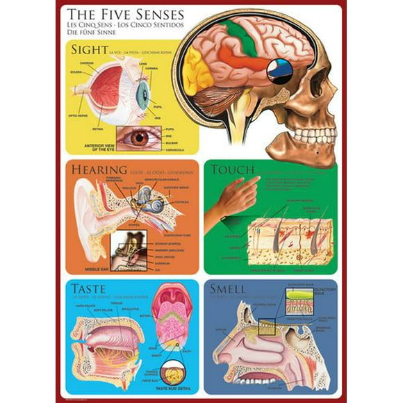 The Five Senses - 6000-0305