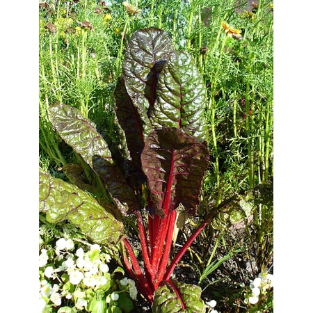 Rhubarb Swiss Chard Seeds 100 Seeds Vegetable Seeds for Planting ...