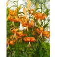 4 Large Lilium Tiger Lily Bulbs Lancifolium-Splendens Lily Bulb Orange ...