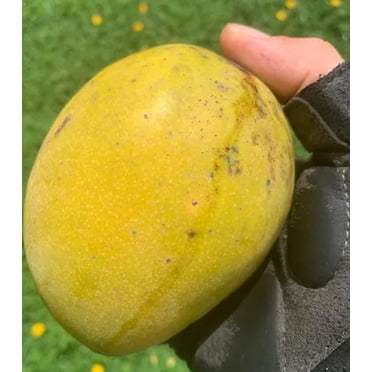 JAVAGREEN Live Mallika Dwarf Mango Tree, 2-4 Feet, Cold Hardy to 27Â°F ...