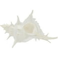 Alabaster Murex Seashell 4-5" - Walmart.com