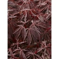 Expert Gardener Japanese Maple Crimson Queen Live Tree 1 Gallon ...
